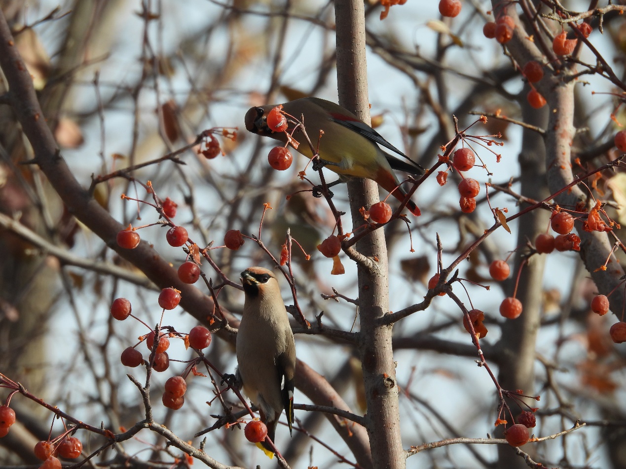 清华大学地球系统科学系杨军课题组揭示城市果树与食果鸟相互作用格局与变化规律-清华大学地球系统科学系
